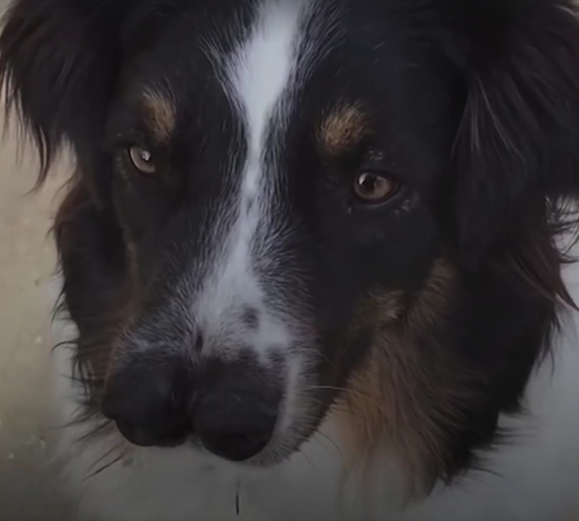 „Hund mit zwei Nasen“