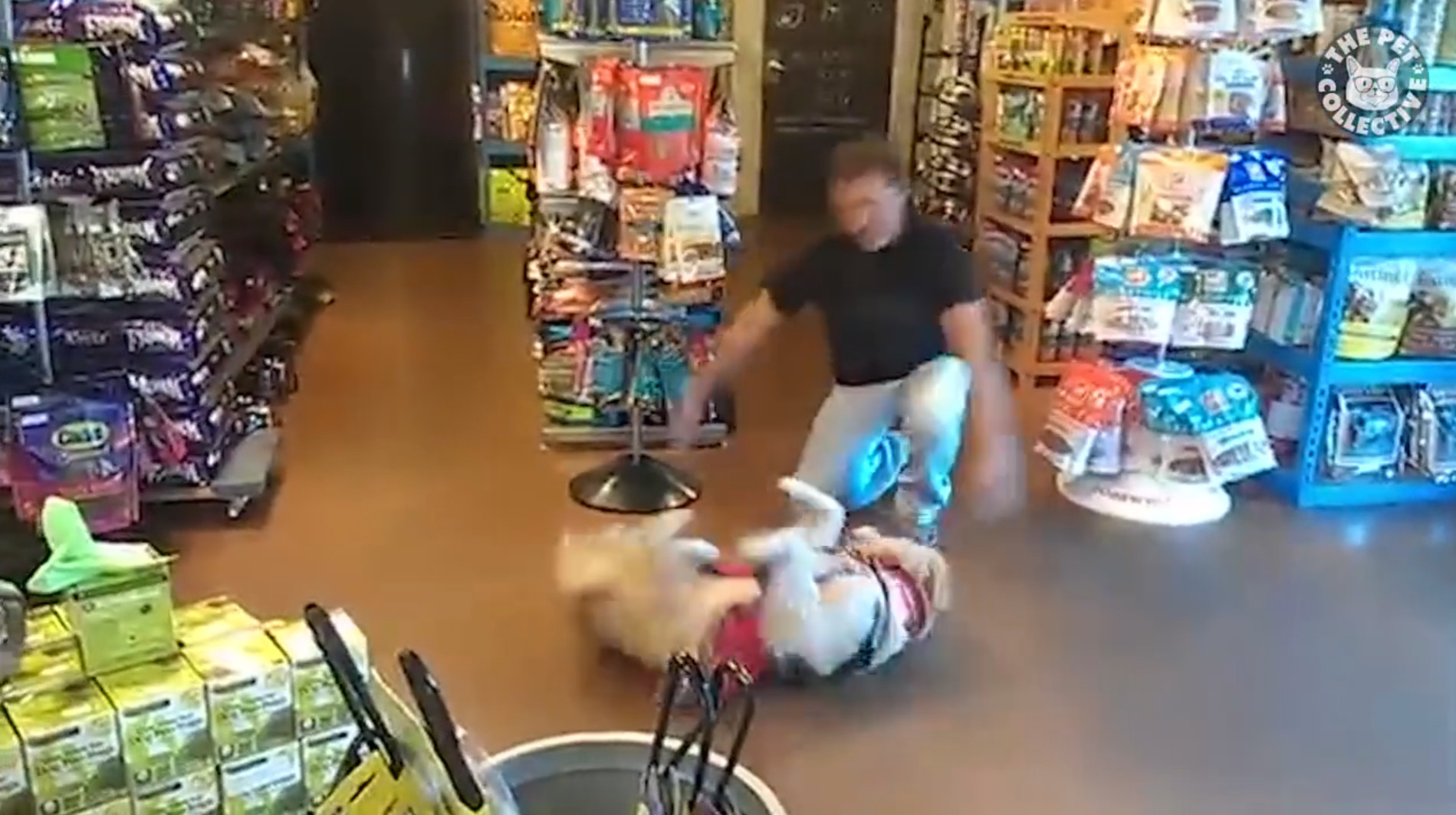 „Salsa Dancing Dog“