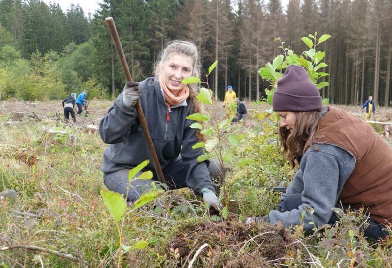 Bergwaldprojekt pflanzt Pionierbäume am Wurmberg
