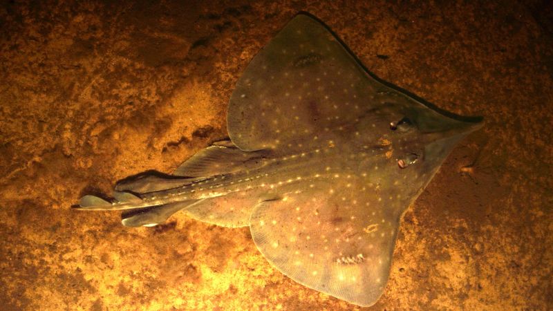 Tasmanien: Öko-Aquakulturen gefährden seltene Rochen